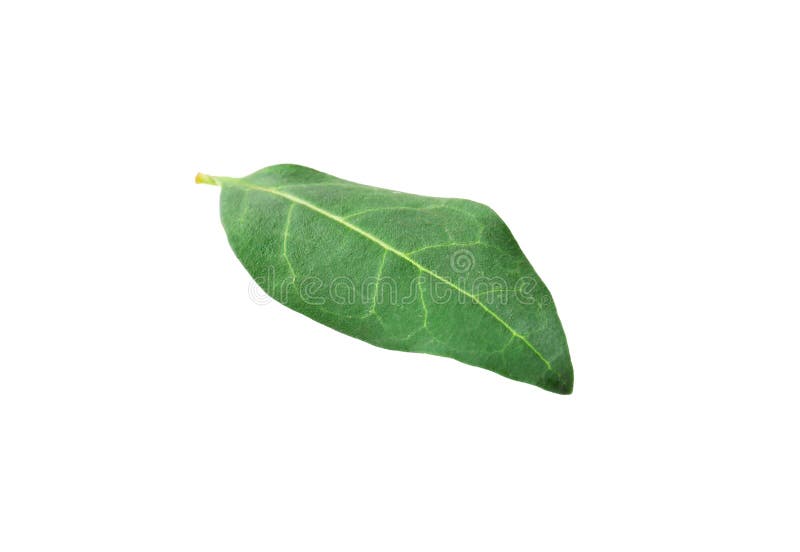 One Macadamia Tree Leaf Isolated on White Stock Image - Image of ...