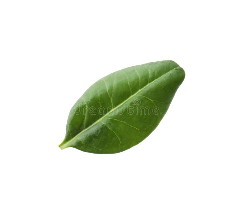One Macadamia Tree Leaf Isolated on White Stock Image - Image of ...