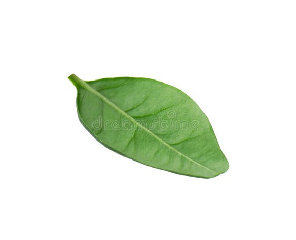 One Macadamia Tree Leaf Isolated on White Stock Image - Image of flora ...