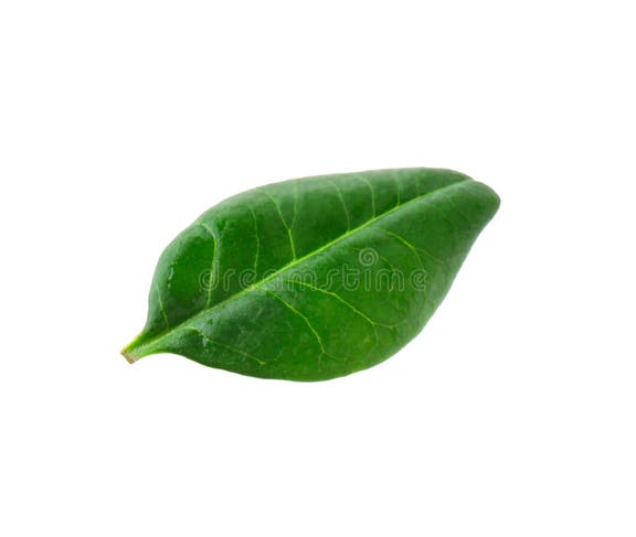 One Macadamia Tree Leaf Isolated on White Stock Photo - Image of floral ...