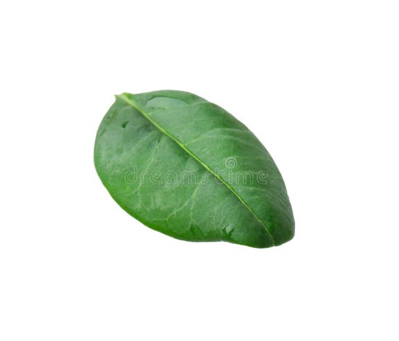 One Macadamia Tree Leaf Isolated on White Stock Photo - Image of fresh ...