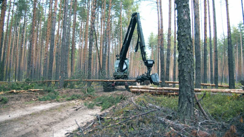 One Machine Cuts Tree Trunks in Forest. Stock Footage - Video of ...