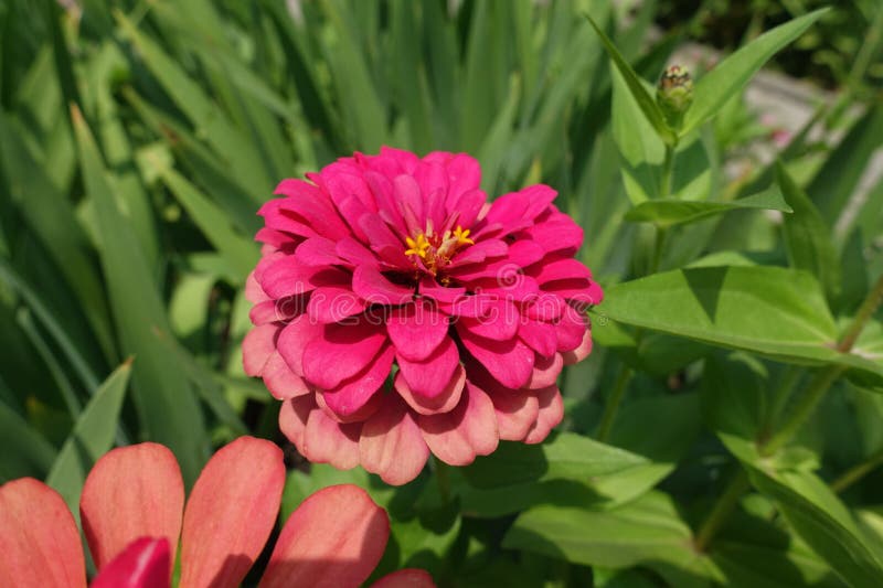 One Magenta-colored Double Flower of Zinnia Elegans in July Stock Photo ...