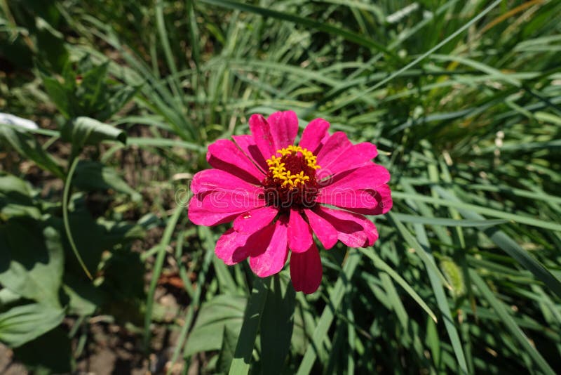 One Magenta-colored Flower of Zinnia Elegans in August Stock Image ...