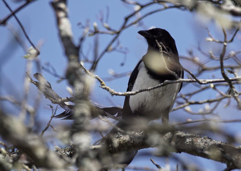 One Magpie in a Tree during Spring Stock Image - Image of flower, leaf ...