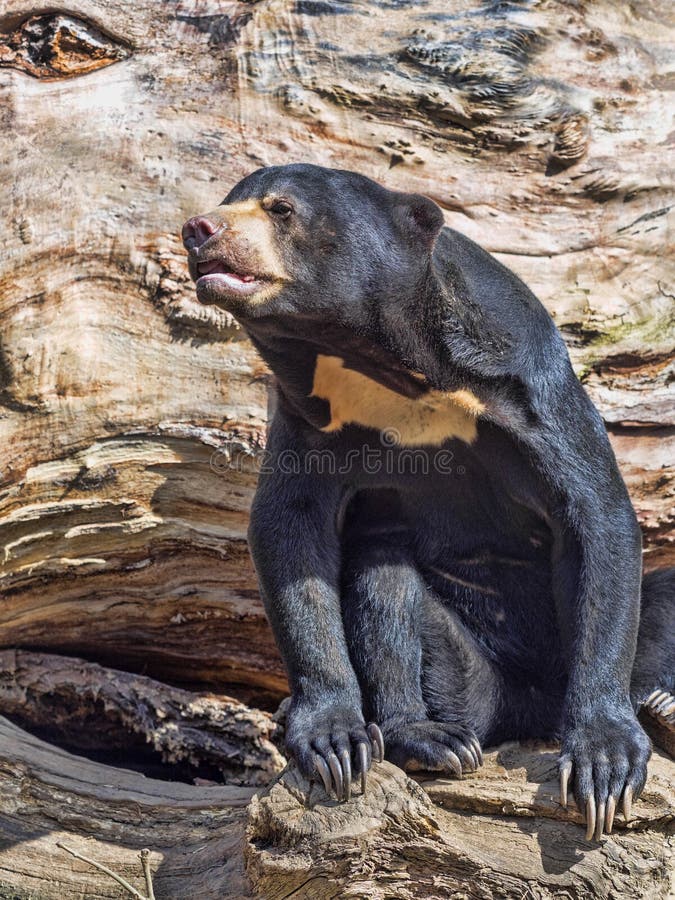 Malayan Sun Bear, Helarctos Malayanus, is the Smallest Bear Stock Photo ...