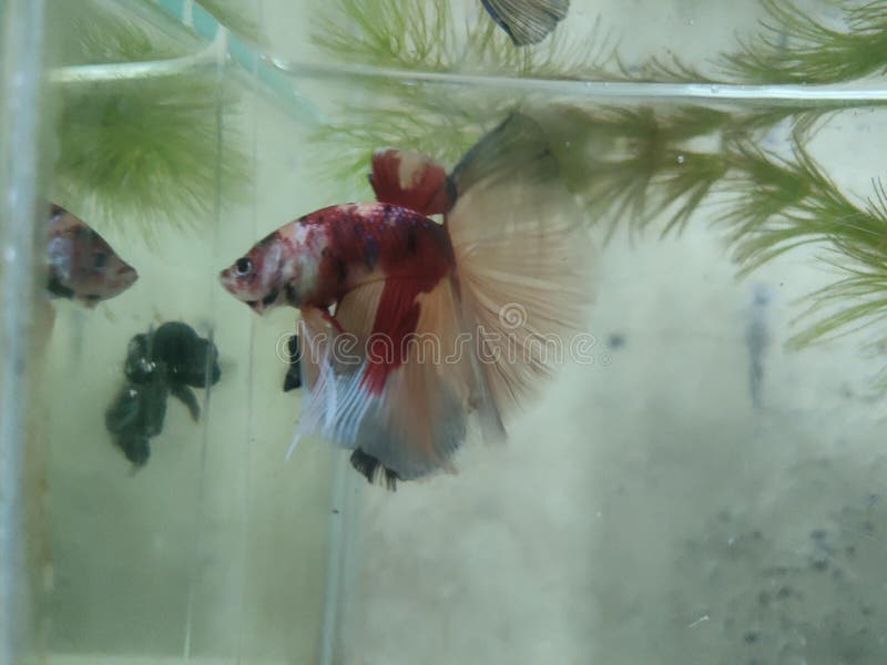 One Male Betta Fish Type Nemo Stock Image - Image of underwater, type ...