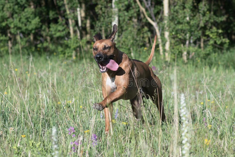 Rhodesian Ridgeback Running Stock Photo - Image of cute, grass: 2799246