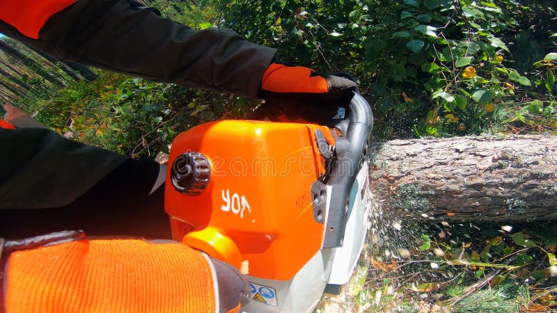 One Man Chops a Tree, Using Chainsaw. Stock Video - Video of ...