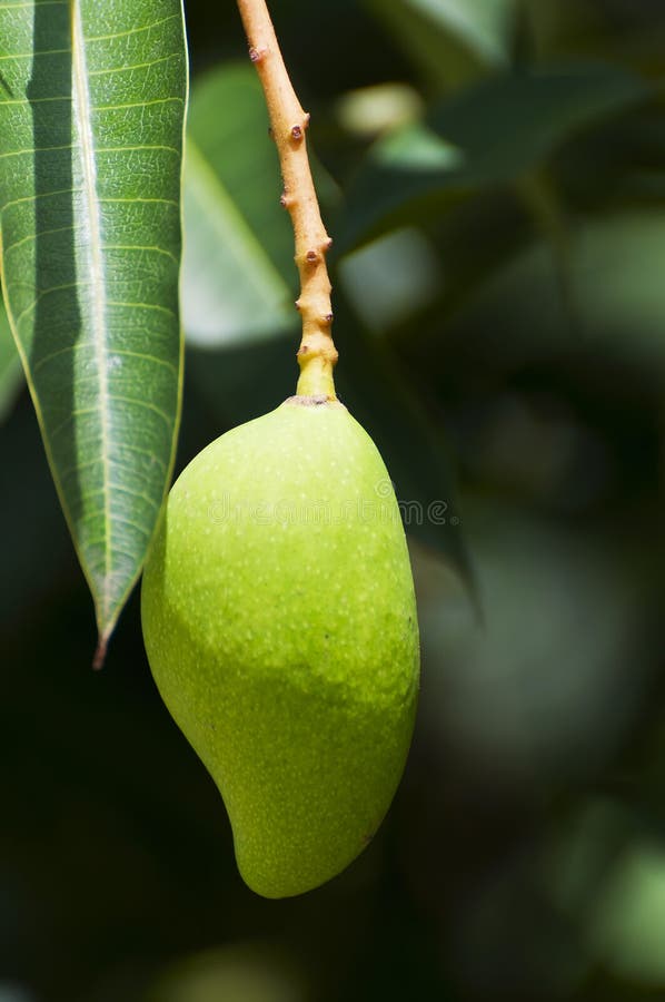 One mango stock image. Image of green, mango, organic - 24729985