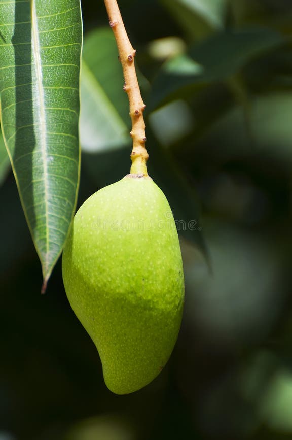 One mango stock image. Image of green, mango, organic - 24729985