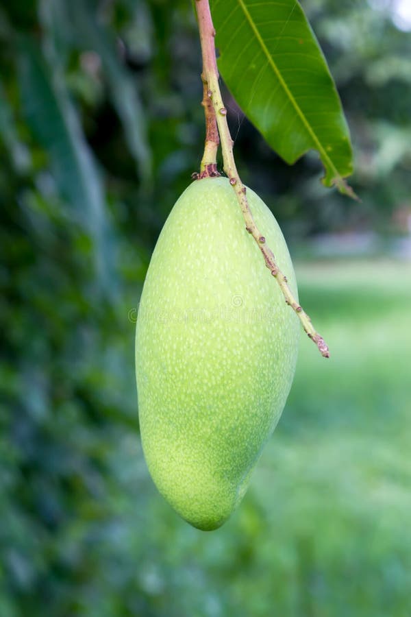 One mango stock photo. Image of thailand, fruit, hang - 31817728