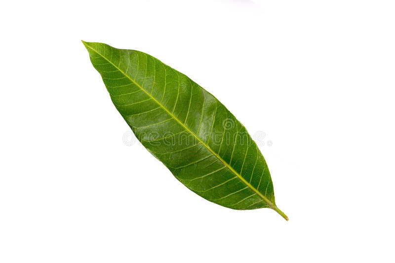 One Mango Leaf on a White Background Stock Image - Image of green ...