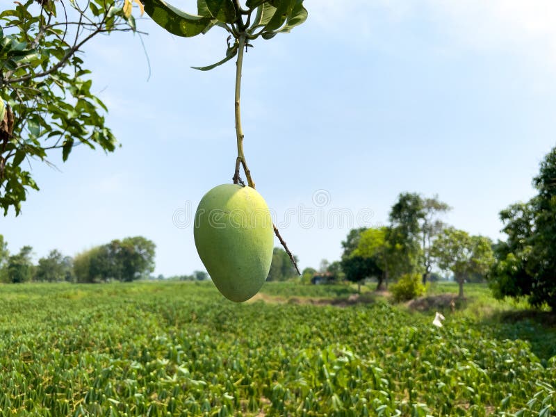Only one mango. stock image. Image of branch, lawn, garden - 238978449