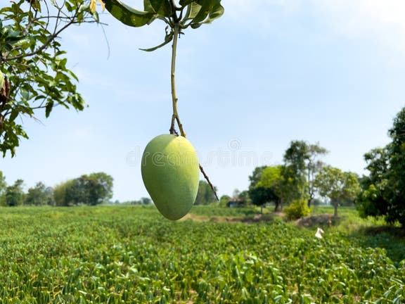 Only one mango. stock image. Image of branch, lawn, garden - 238978449