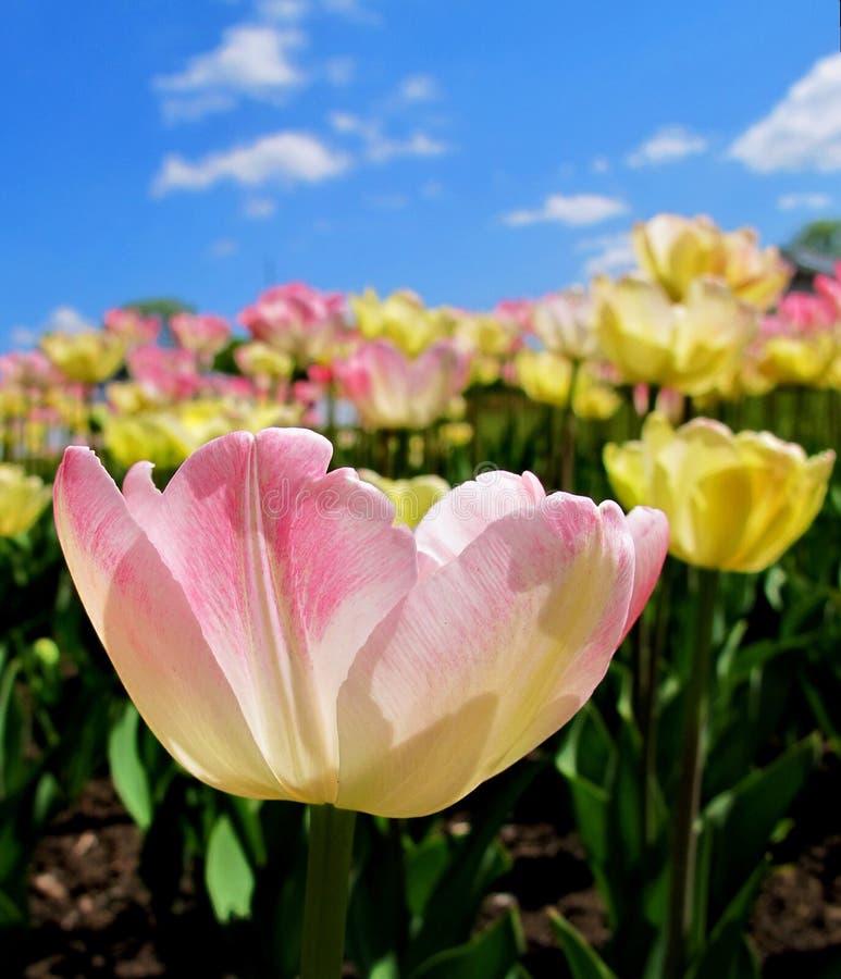 One of many stock photo. Image of flower, tulip, nature - 25379112