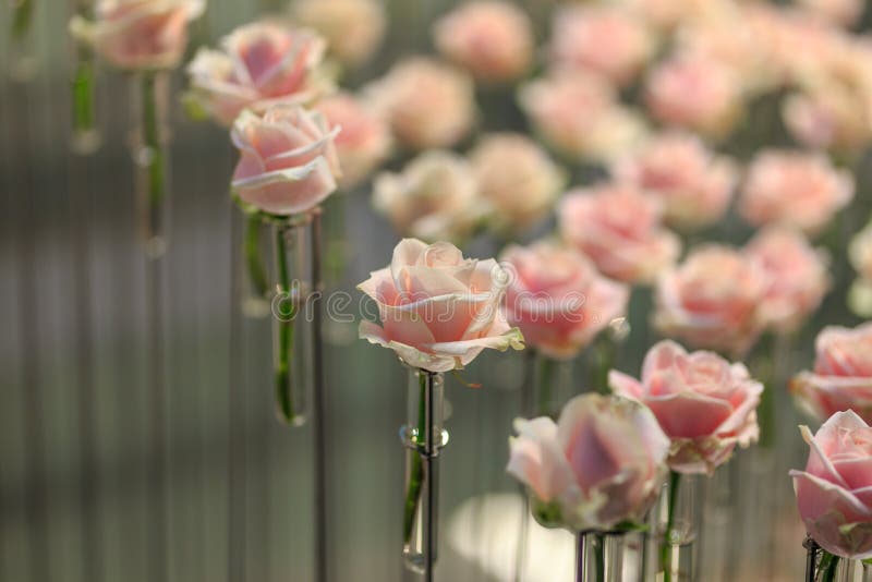 One of Many - Pink Rose Under Pink Roses Stock Image - Image of ...