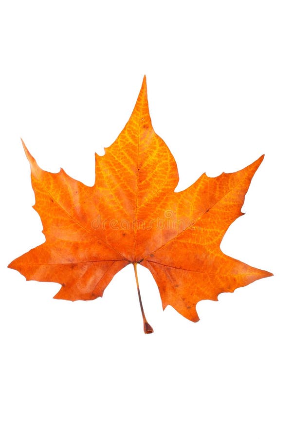 Single Maple Leaf Changing Fall Color 2 Stock Image - Image of green ...