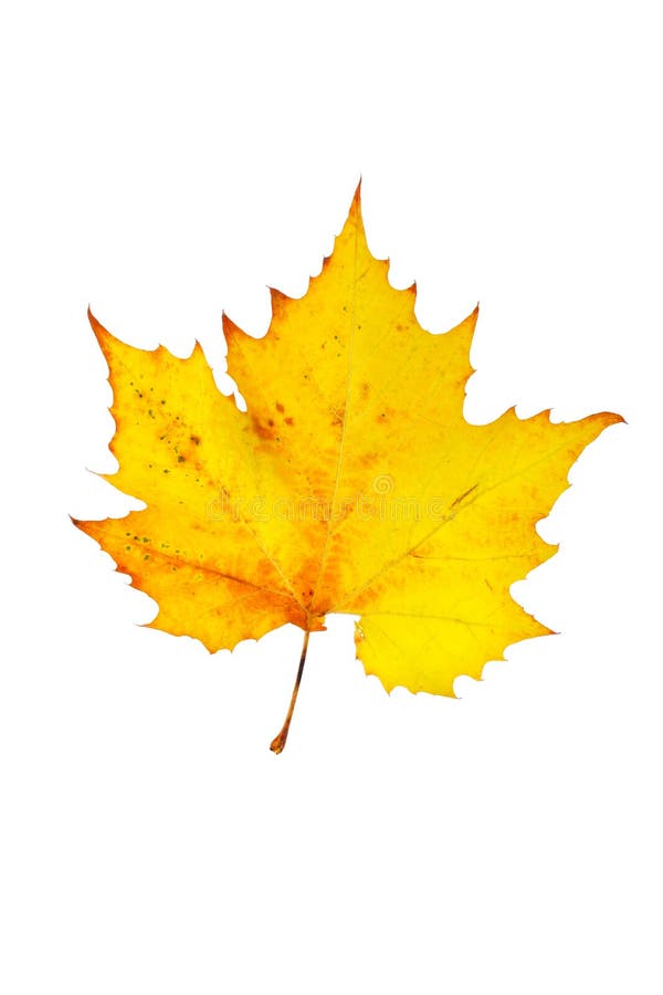Maple leaf in Fall color. stock image. Image of fall, trees - 2047139