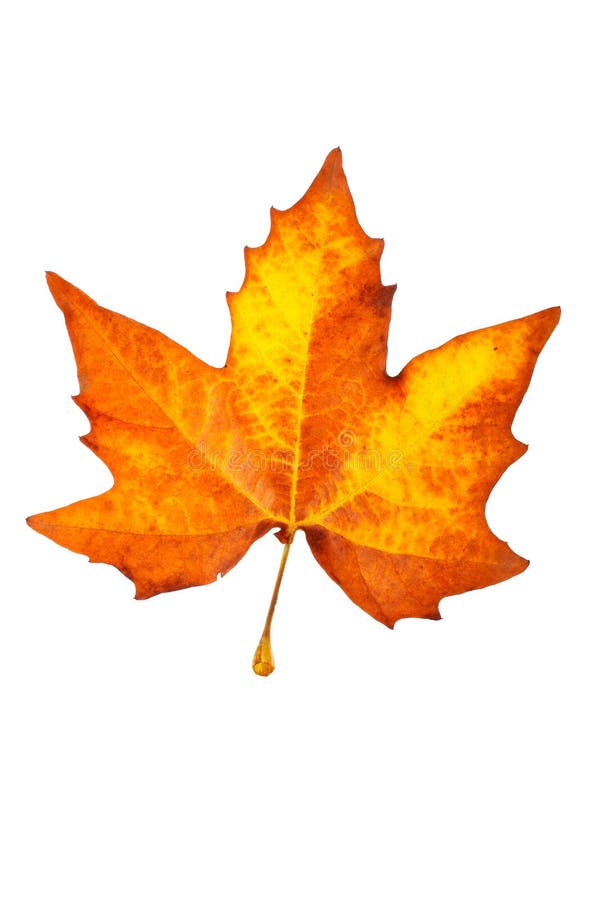 Red maple leaf isolated stock photo. Image of isolated - 42266842