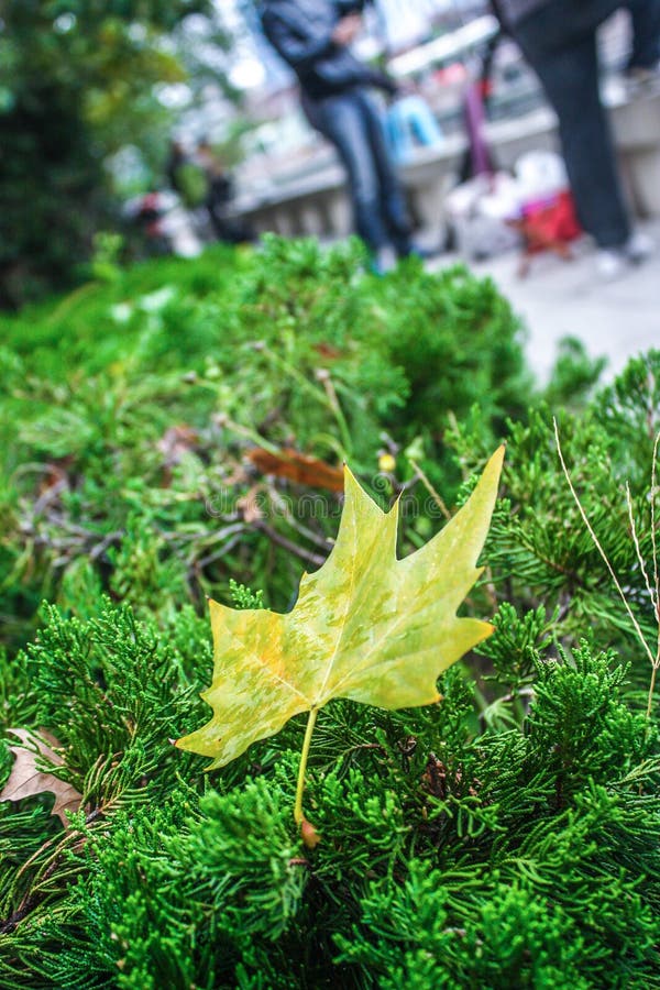 One Maple Leaf during Autumn Stock Image - Image of autumn, closeup ...
