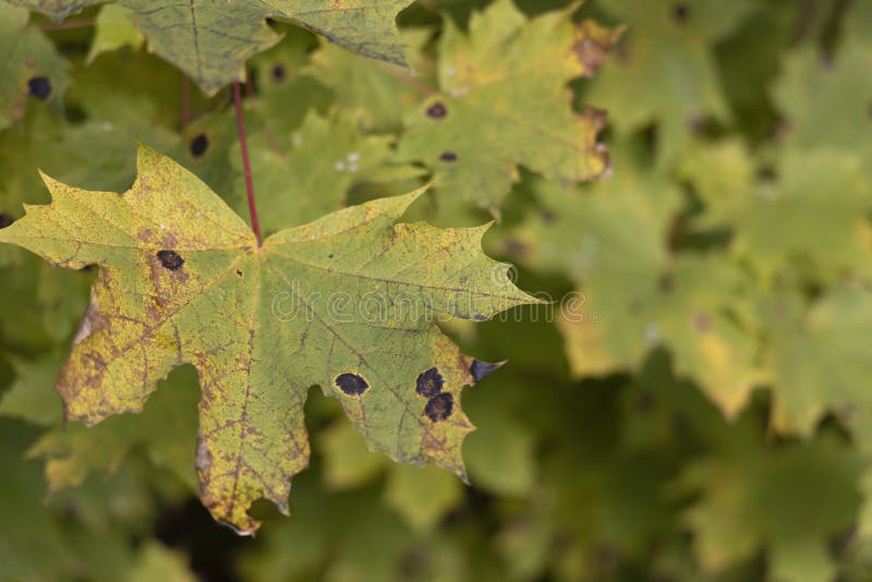 One Maple Leaf Infected with a Plant Pathogen Stock Photo - Image of ...