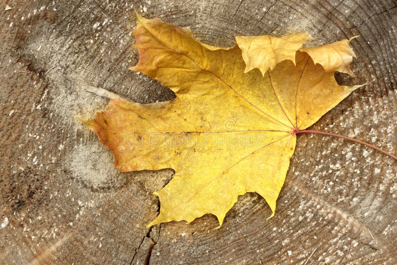 One Maple Tree Dry Leaf stock image. Image of green, detail - 49285593