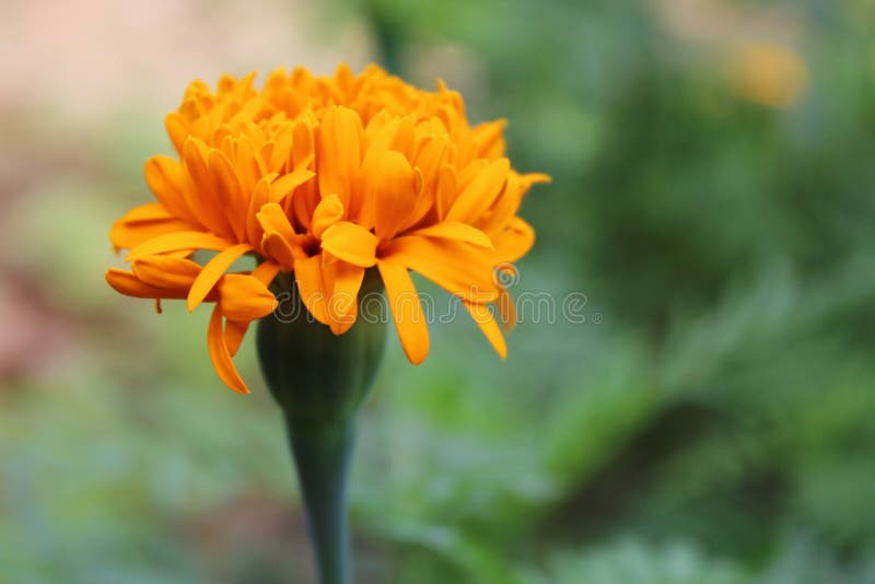 One marigold flower stock image. Image of head, color - 161678593