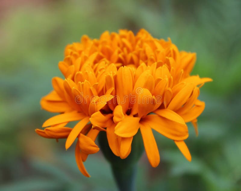One marigold flower stock photo. Image of flowers, light - 161678586