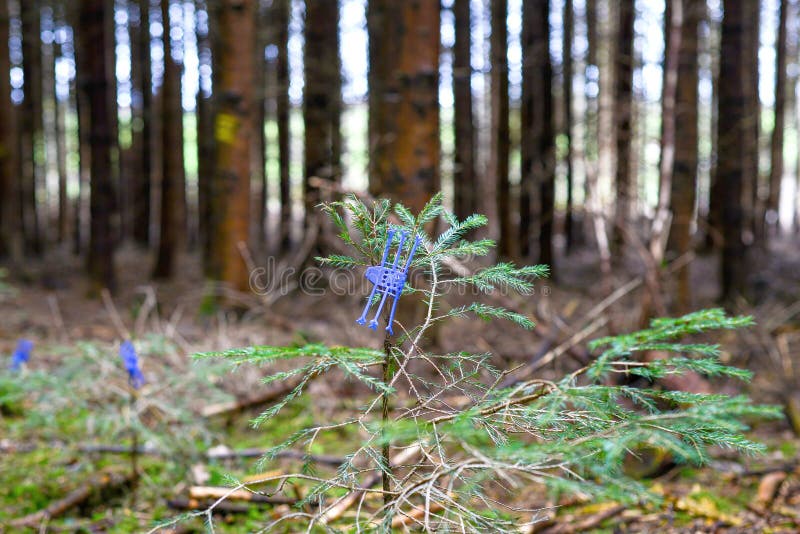 One Marked Tree Out of Many Trees Stands in the Forest Stock Photo ...