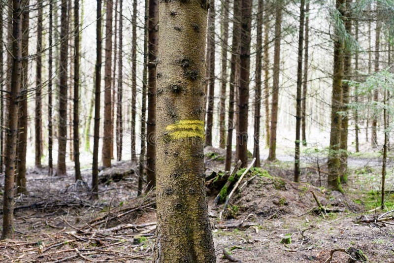 One Marked Tree Out of Many Trees Stands in the Forest Stock Image ...