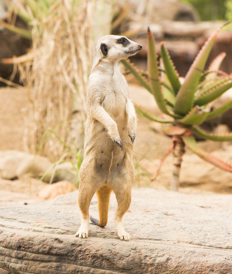 One Meerkat Looking Around. Stock Photo - Image of hair, meerkats ...