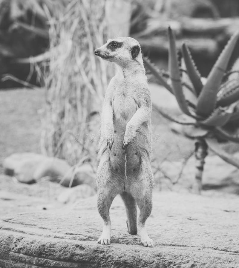 One Meerkat Looking Around. Stock Image - Image of watch, animal: 113693267