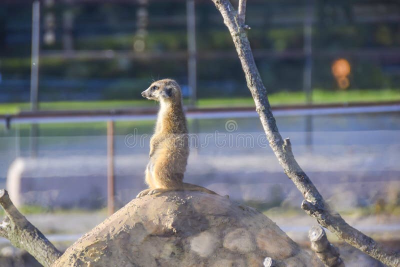 One Meerkat Sits on a Hill Mount Watchman in the Aviary Stock Image ...