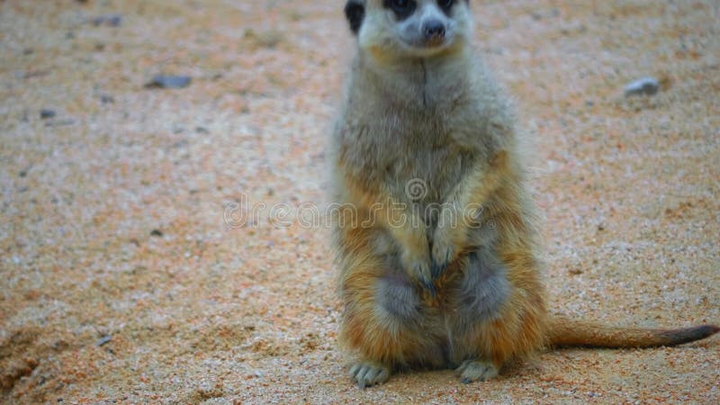 One Meerkat Sits Outside the Pack and is Bored Stock Footage - Video of ...