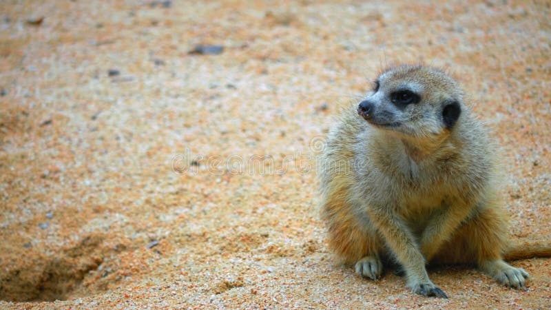 One Meerkat Sits Outside the Pack and is Bored Stock Video - Video of ...