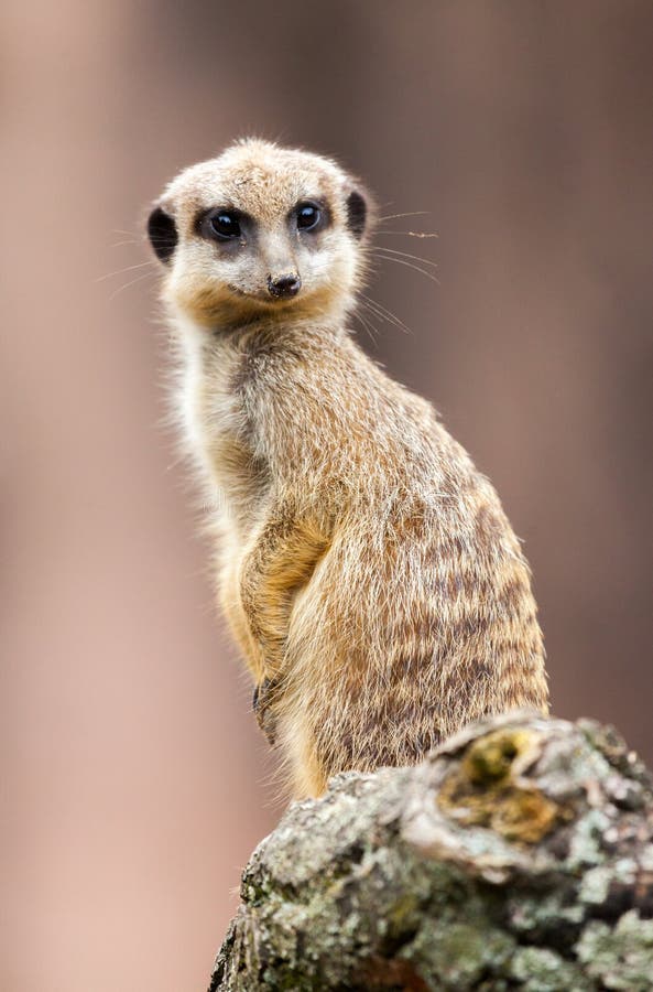 One meerkat sits on wood stock photo. Image of southern - 68051526