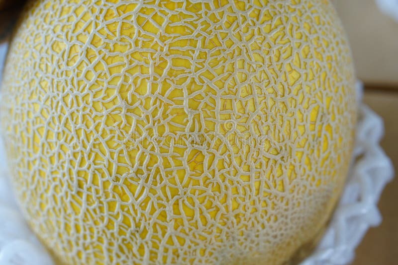 One Melon and Focus about Texture of Skin Stock Image - Image of ...