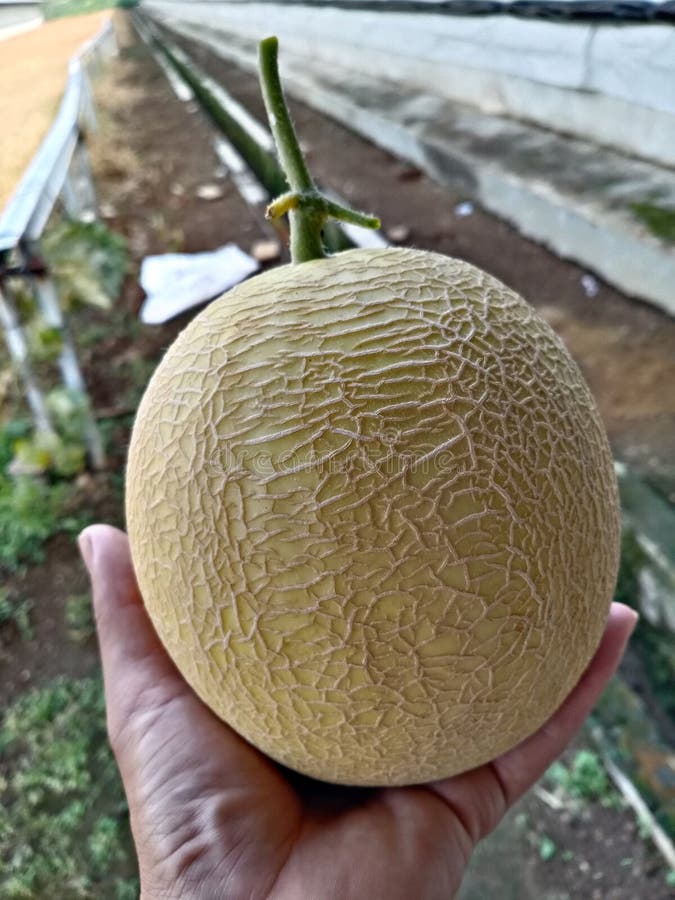 One Melon in Hand after Picking Stock Photo - Image of picking, melon ...