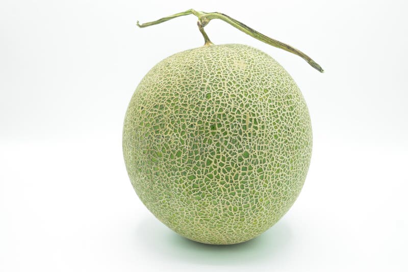 One and only Melon with Stem. Stock Photo - Image of nature, farm ...