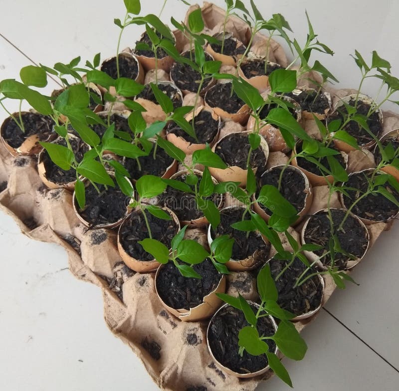 One Method of Chili Seeding Stock Photo - Image of produce, organic ...