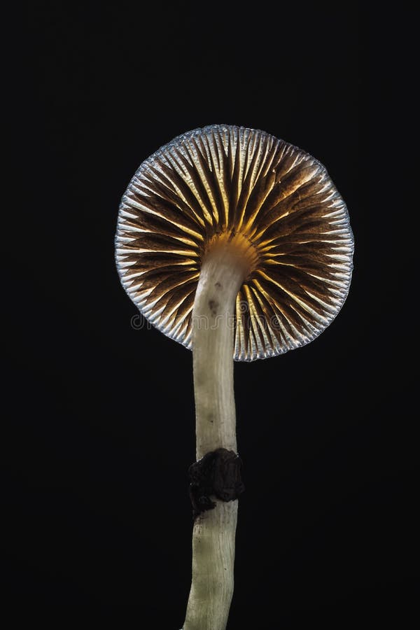 The Mexican Magic Mushroom is a Psilocybe Cubensis, Whose Main Active ...