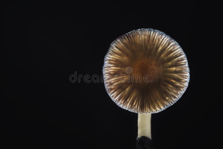 216 Cubensis Photography Studios Stock Photos - Free & Royalty-Free ...