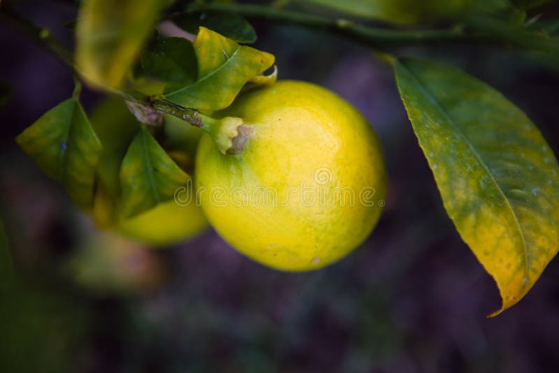 One Meyer Lemon with Leaves on a Tree Stock Photo - Image of fruit ...