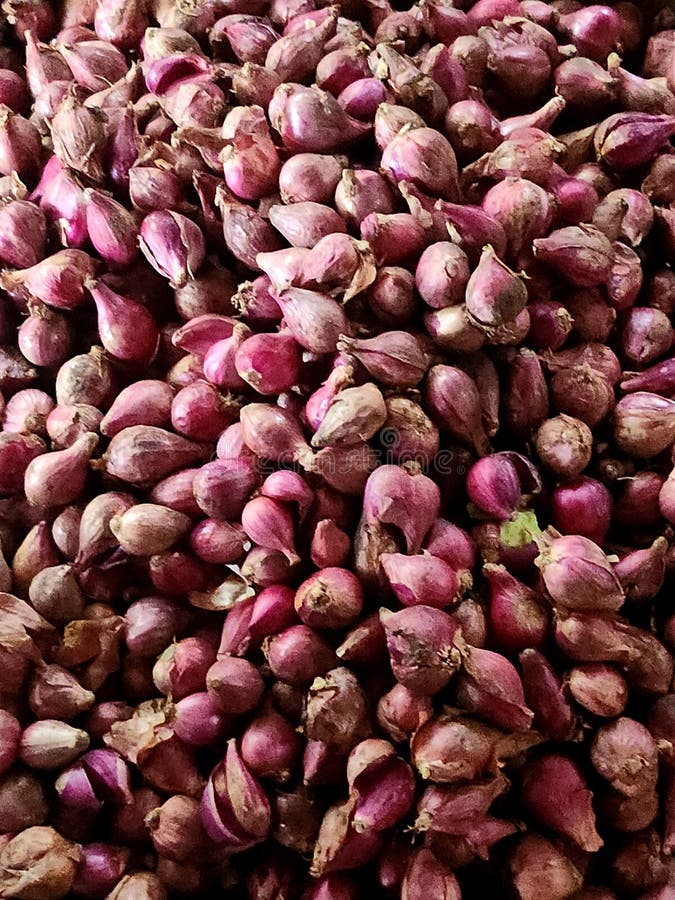 One million red onions stock image. Image of onions - 371003345
