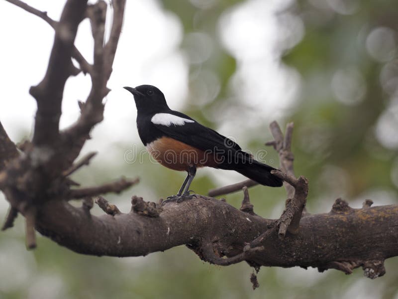 Mocking Cliff Chat, Thamnolaea Cinnamomeiventris, Sitting on a Thick ...