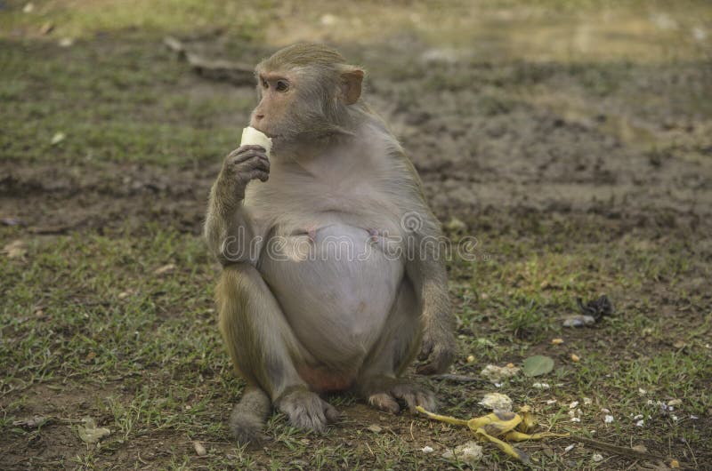 One monkey stock photo. Image of eating, creature, tropical - 57599030