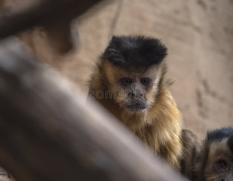One Monkey Sapajus Libidinosus Stock Photo - Image of seriuosly ...