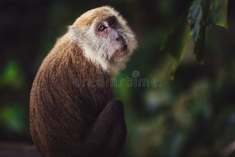 Monkey Back Posing Graphics Stock Photos - Free & Royalty-Free Stock ...