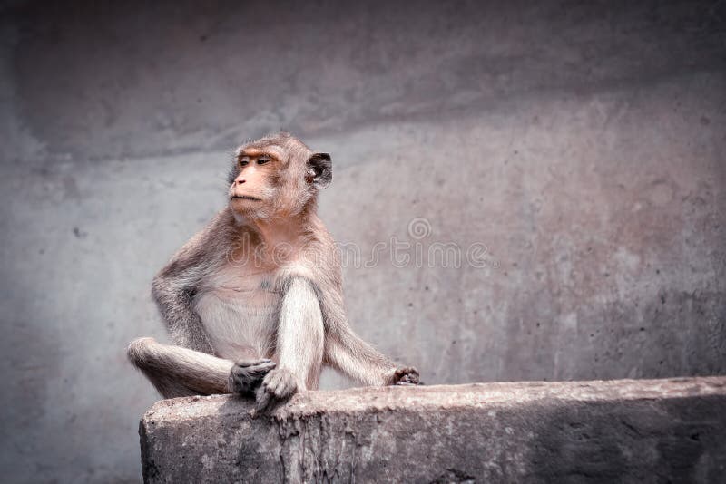 One monkey stock photo. Image of alone, concrete, sits - 234109184